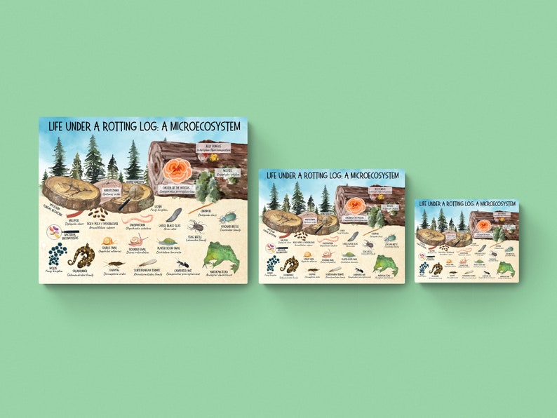 3 Sizes-microecosystem Illustration-life Under a Rotten Log-ecosystem ...