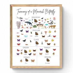 4 Sizes-taxonomy of a Monarch Butterfly Print-classification Poster ...