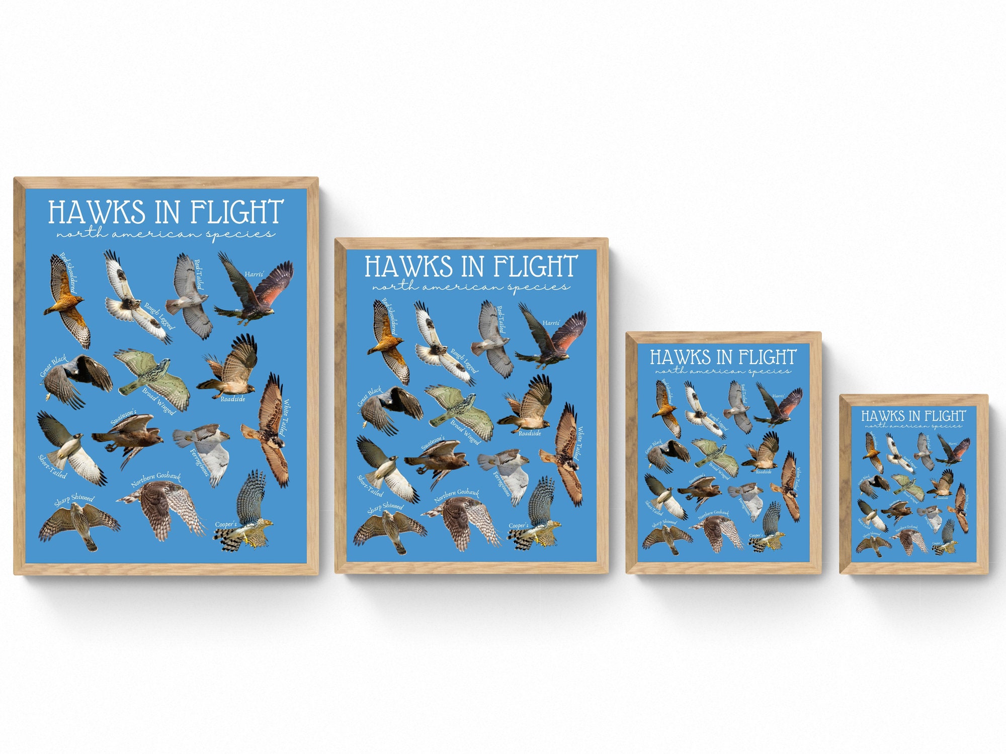 4 SIZES Hawks in Flight North American Species Print-educational Chart ...