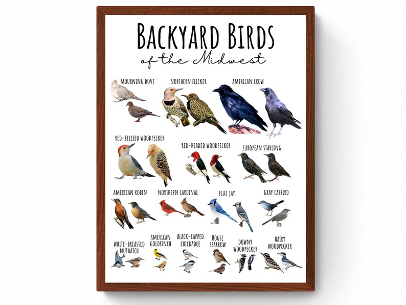 4 SIZES Backyard Birds of the Midwest Chart-birding - Etsy Singapore