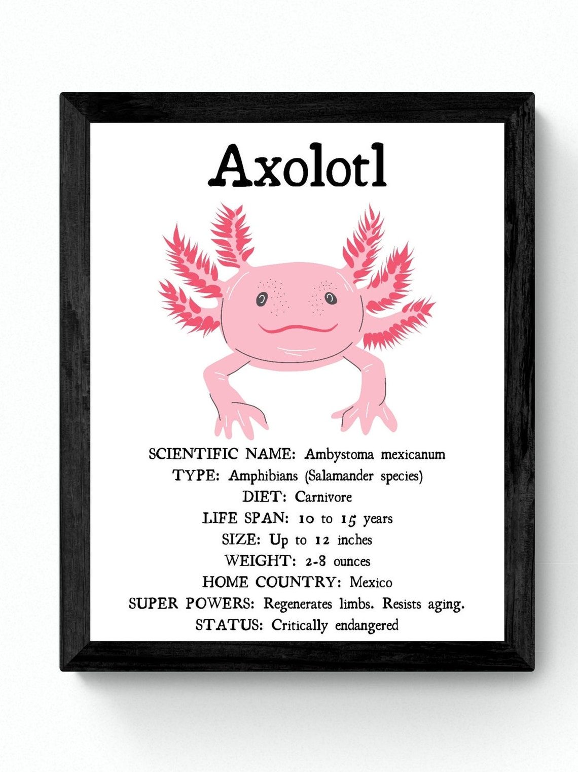 3 SIZES Axolotl Facts Print-educational Classroom | Etsy