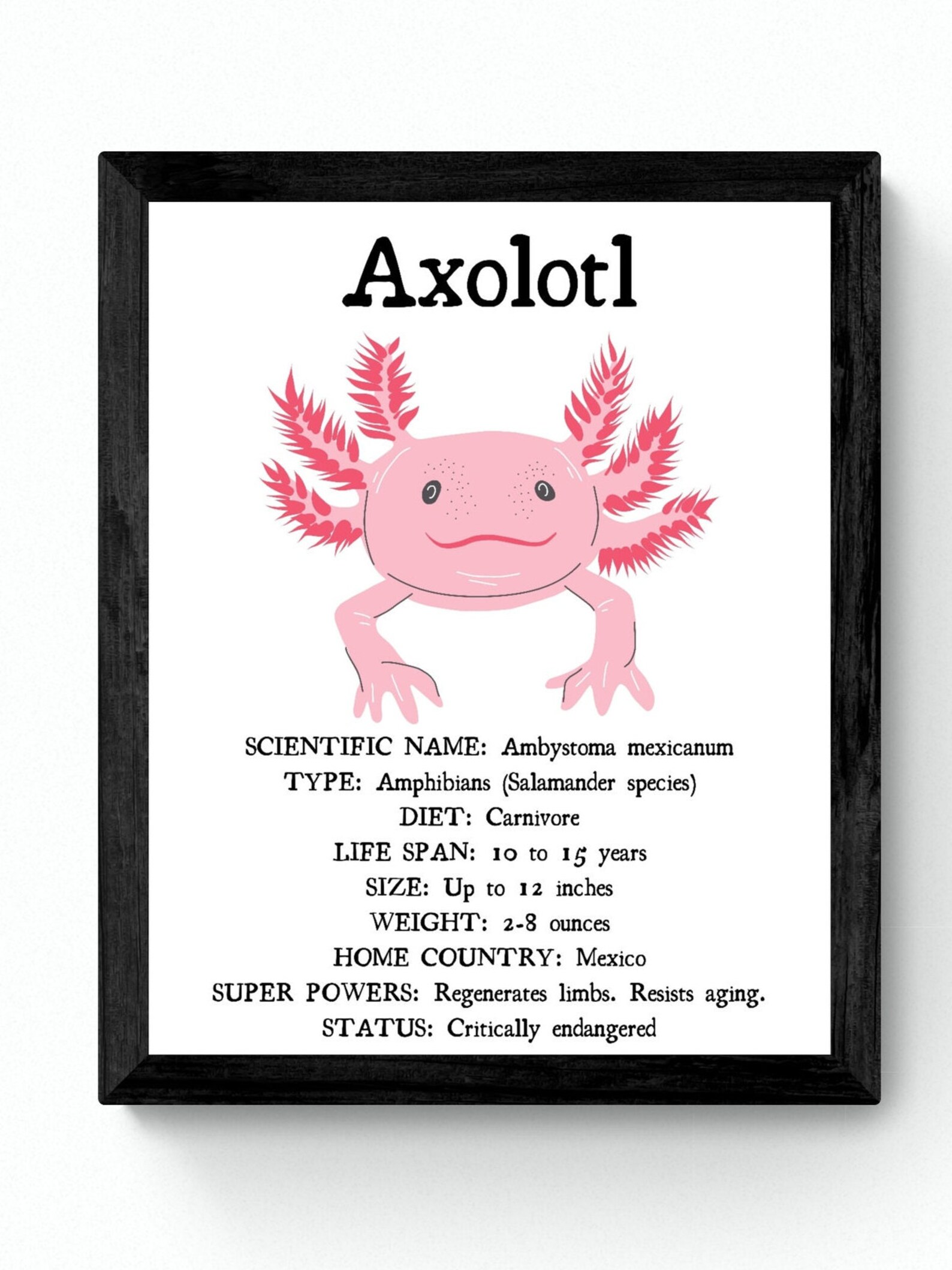 3 SIZES Axolotl Facts Print-educational Classroom | Etsy