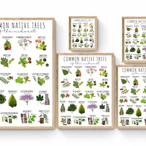 5 SIZES Midwest Native Trees Print-oak Pine Maple Birch Hickory-nature ...