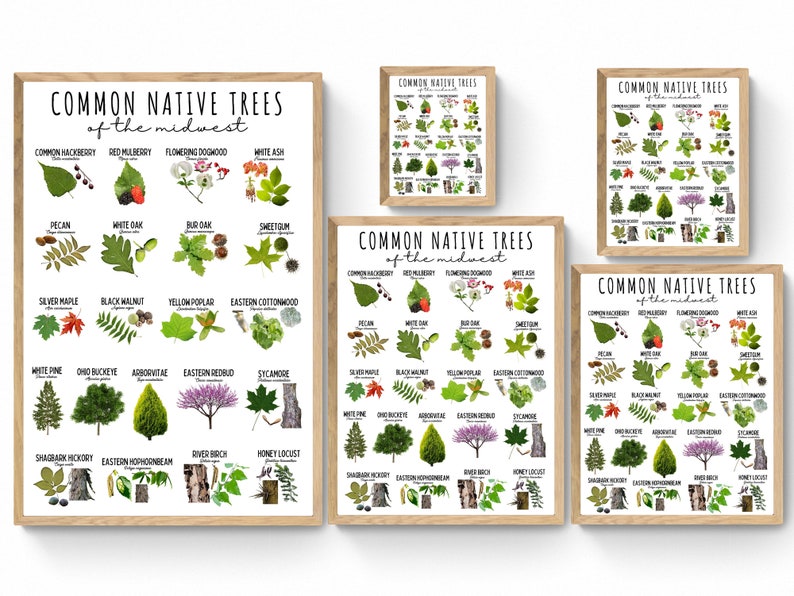 5 SIZES Midwest Native Trees Print-oak Pine Maple Birch Hickory-nature ...
