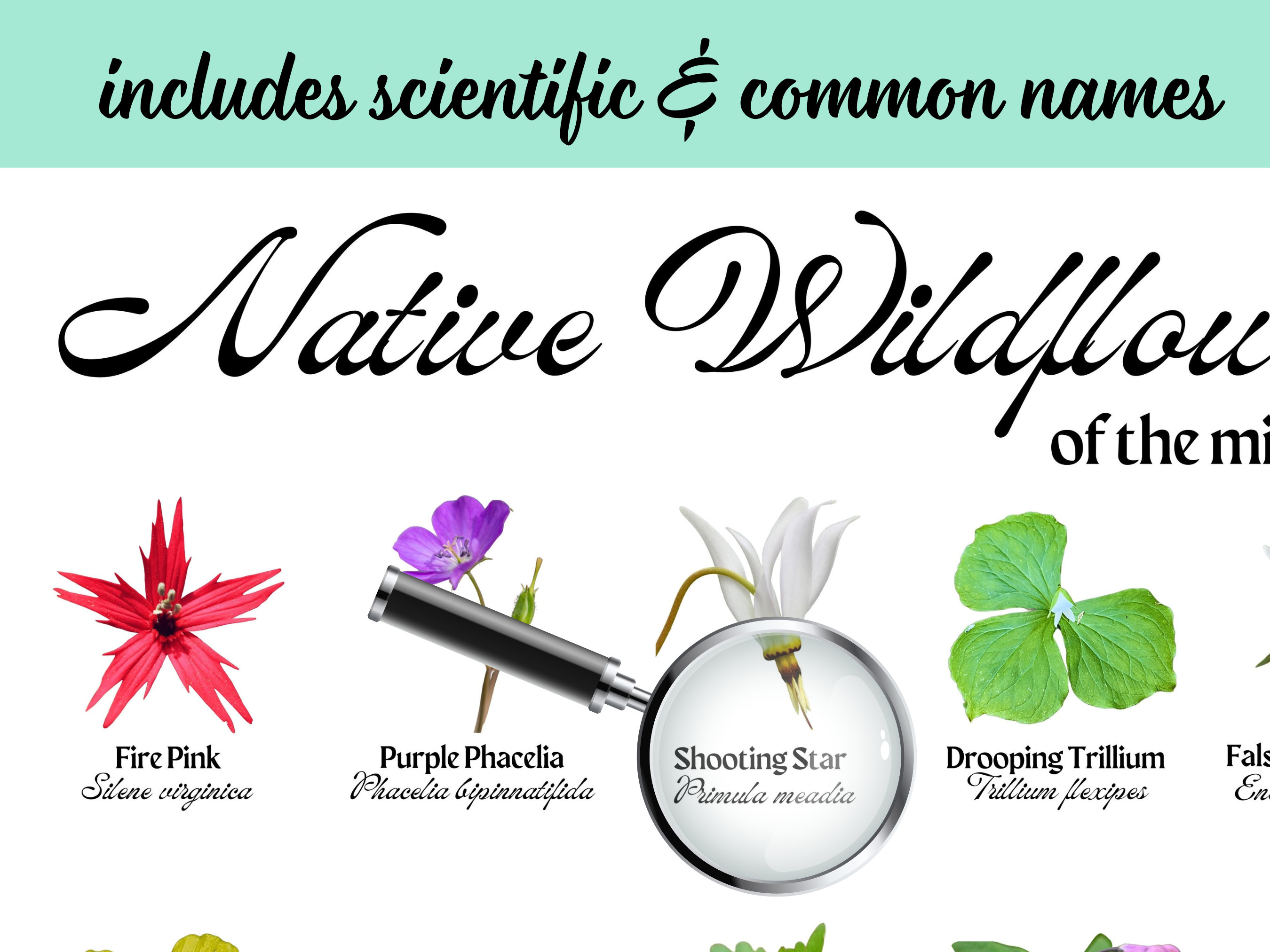 Native Midwestern Wildflowers ID Poster Download- 11x14 16x20 18x24 ...