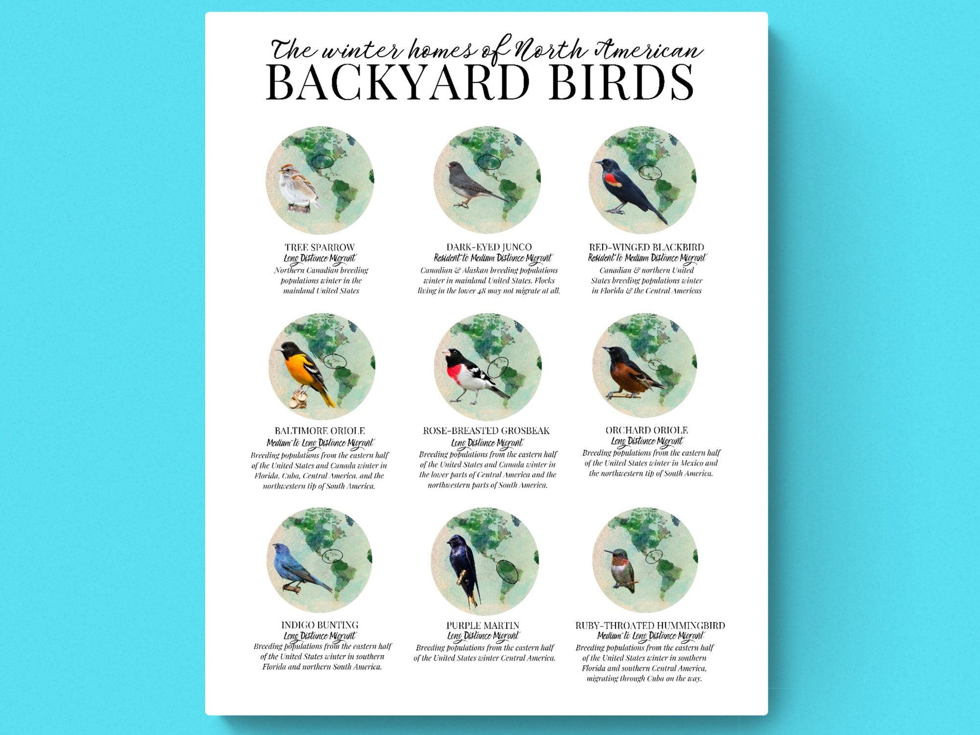 3 Sizes-winter Homes of North American Backyard Birds - Etsy