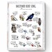 4 SIZES Backyard Bird Song Calls Mnemonics Print-birding Poster ...