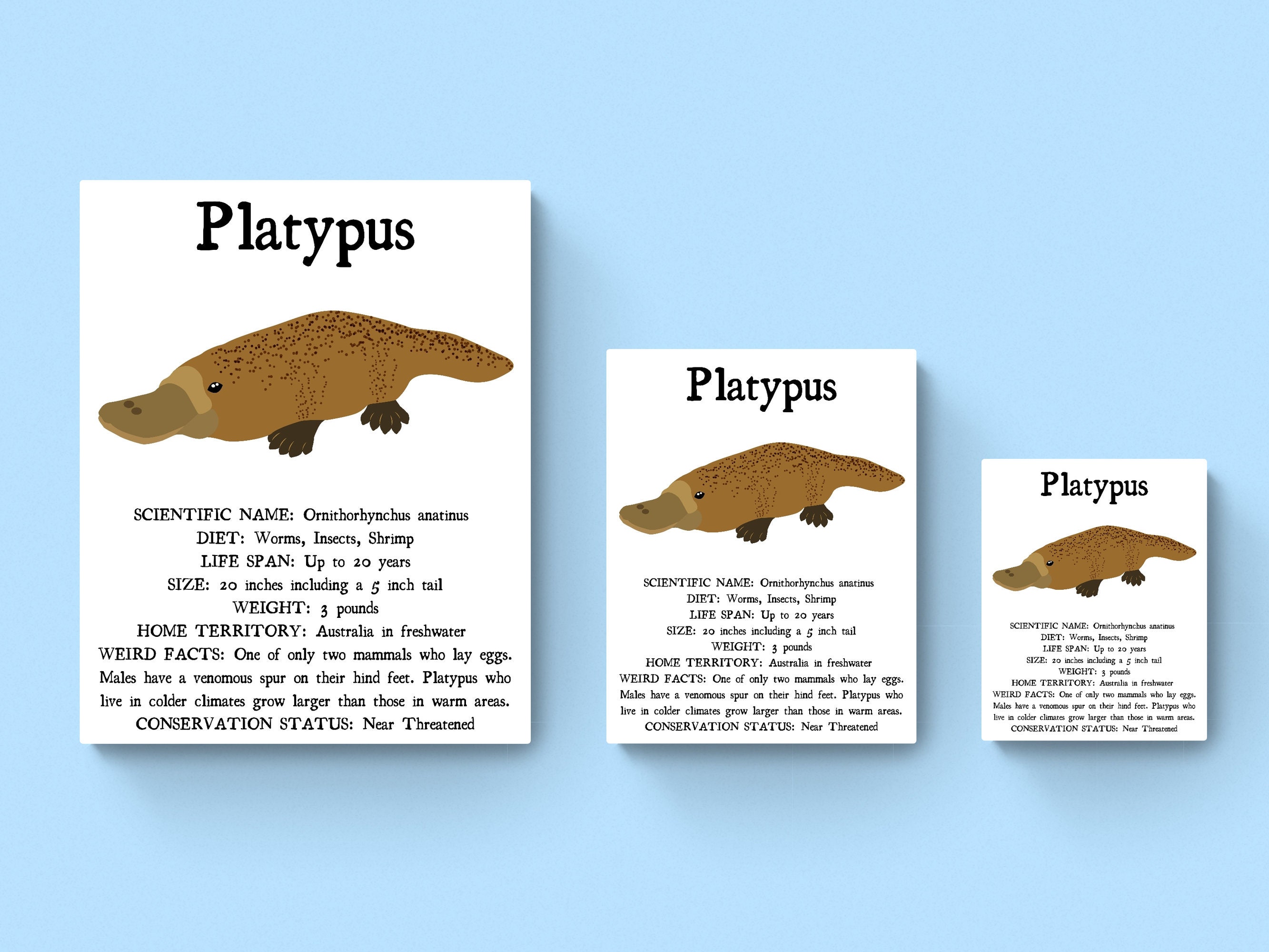 3 Sizes-platypus Facts Print-educational Classroom-science - Etsy