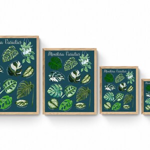 4 Sizes-monstera Variety Identification Print-deliciosa Albo Variegated ...