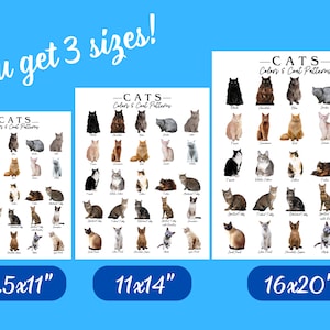 Cat Colors & Coat Patterns Poster-kitty Breed Markings Identification ...