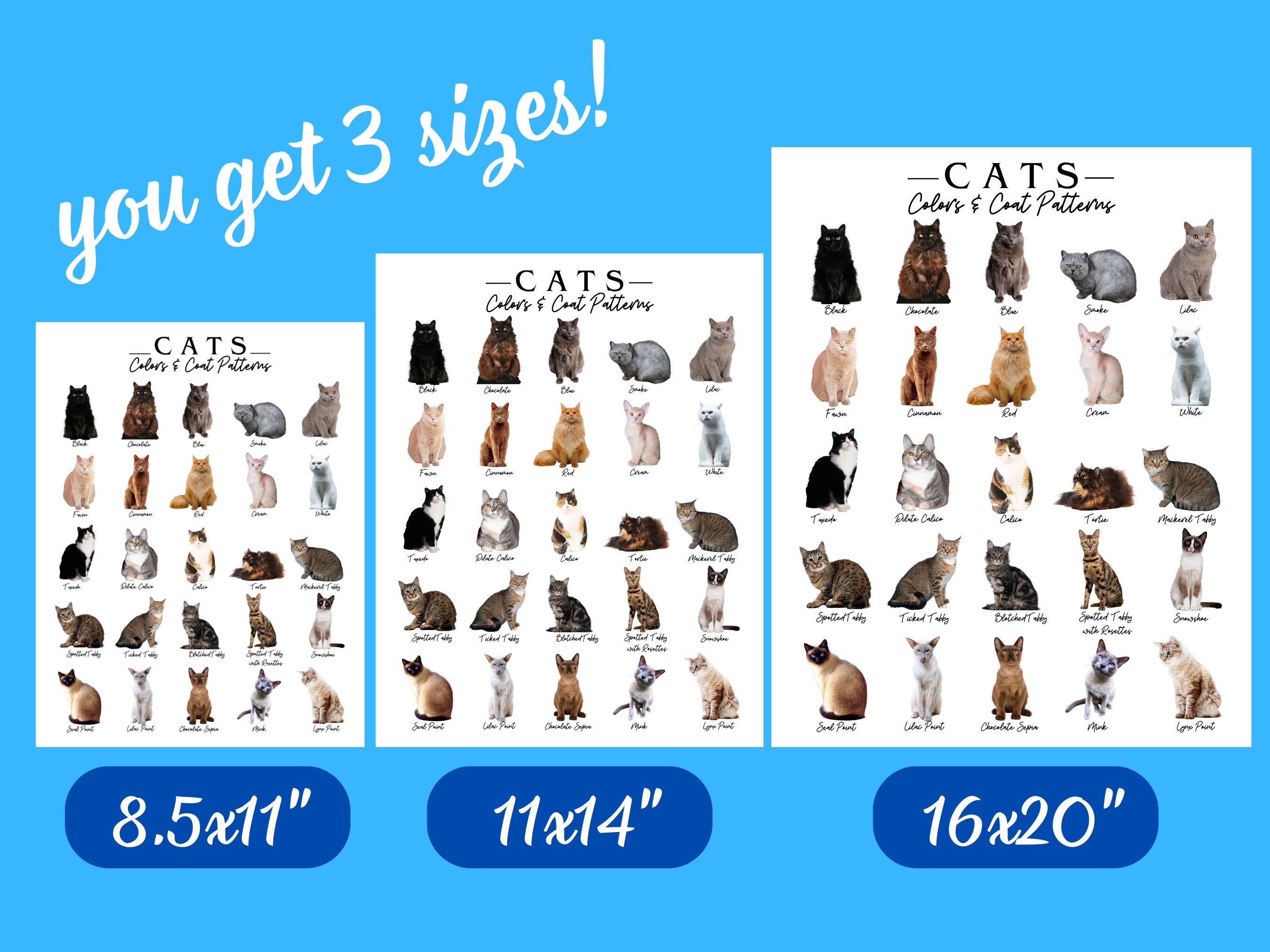 Cat Colors & Coat Patterns Poster-kitty Breed Markings Identification ...