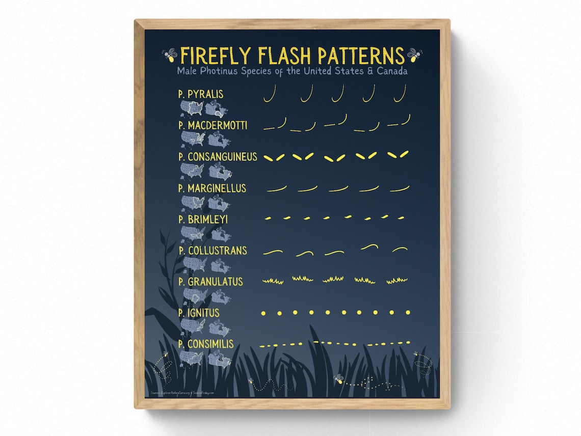 3 Sizes-firefly Flash Patterns of North America Illustration-lightning ...