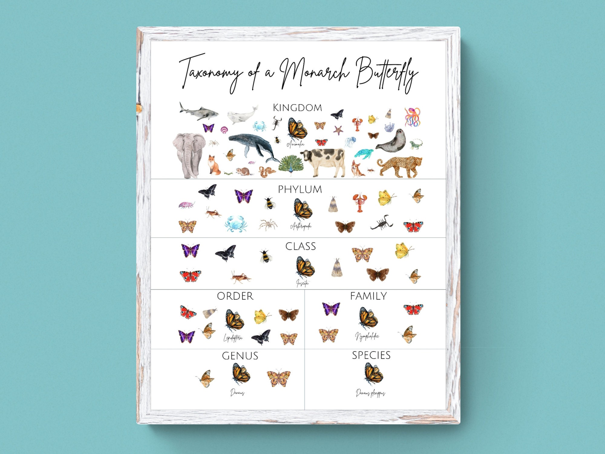 Kingdom Phylum Class Order Family Genus Species