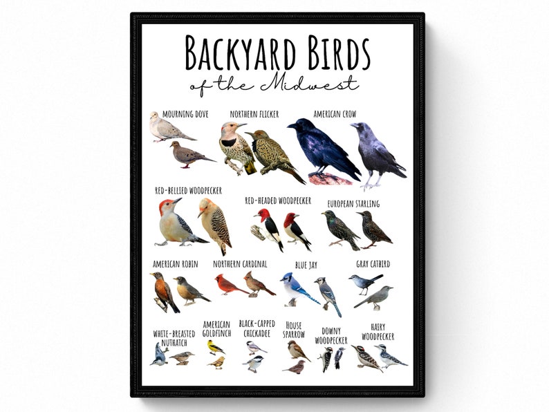 4 SIZES Backyard Birds of the Midwest Chart-birding Poster-educational ...