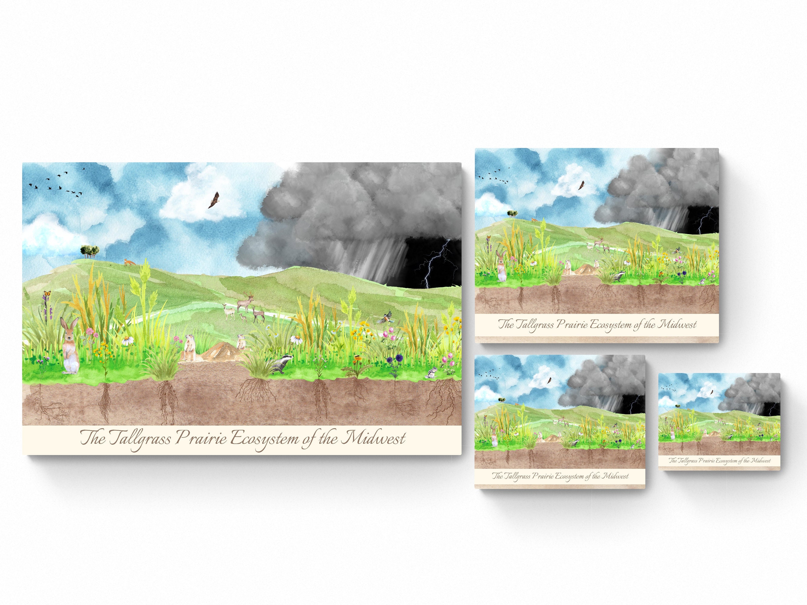 4 Sizes-tallgrass Prairie Ecosystem of the Midwest Illustration-nature ...