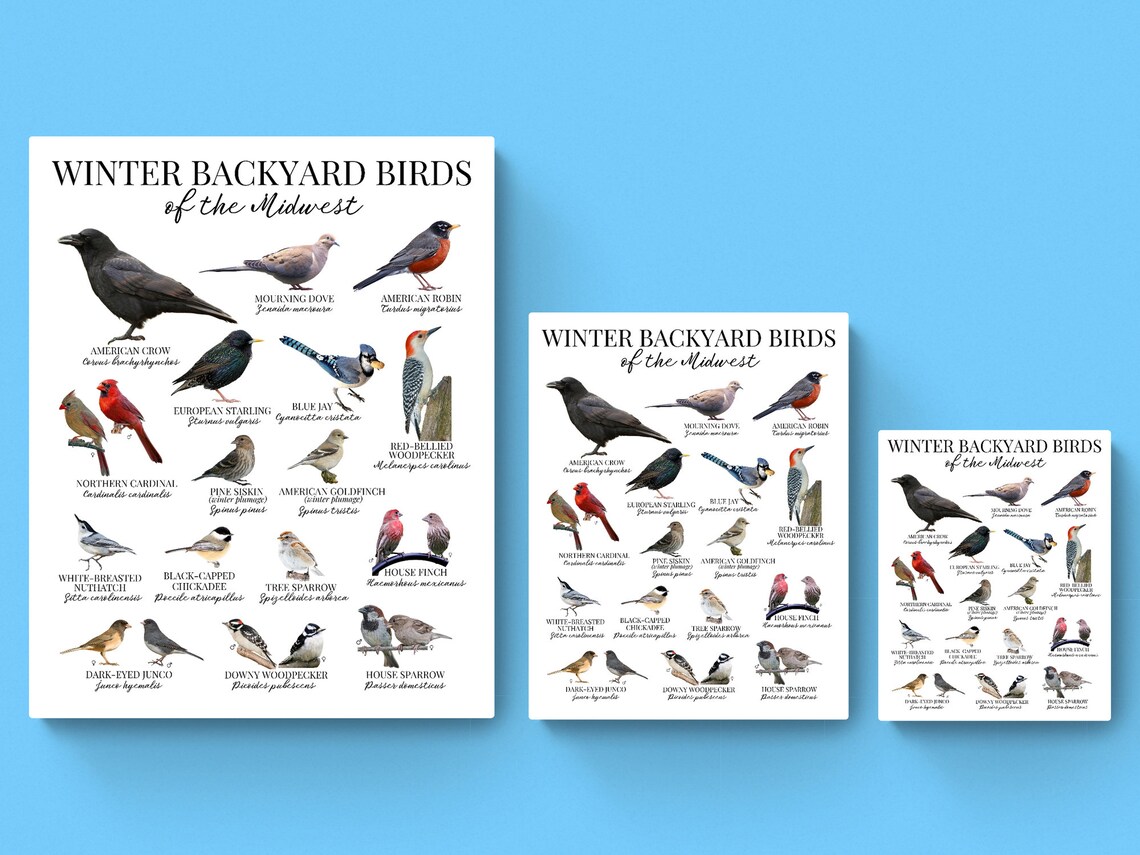 3 SIZES Backyard Winter Birds of the Midwest Chart-birding Poster ...