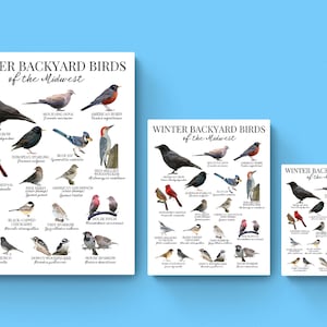 3 SIZES Backyard Winter Birds of the Midwest Chart-birding Poster ...