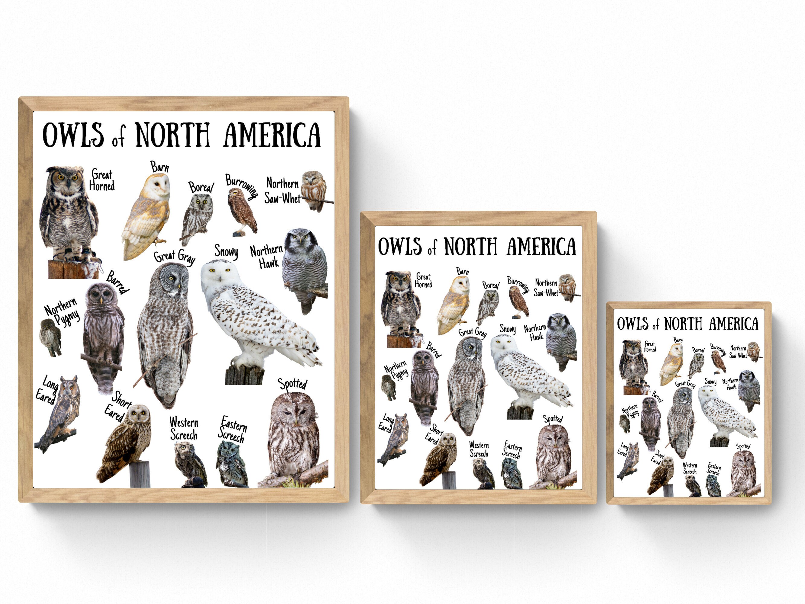 3 SIZES Owls of North America Scaled Print-chart Printable-educational ...
