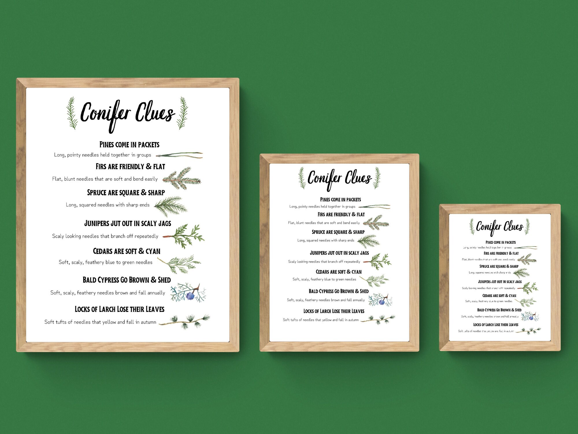3 Sizes-conifer Tree ID Print-fall Decor-pine - Etsy