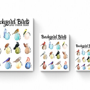 3 SIZES Backyard Bird Egg Identification Print-educational Poster ...