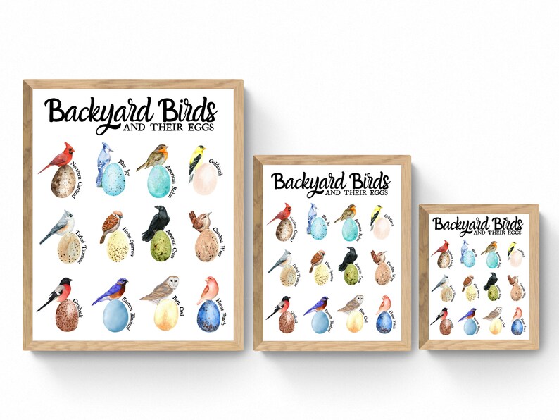 3 SIZES Backyard Bird Egg Identification Print-educational - Etsy UK