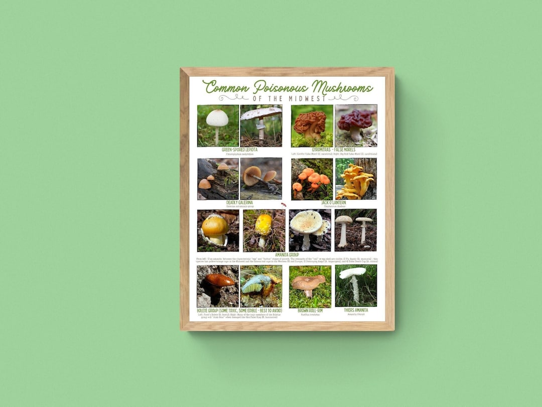 3 SIZES Poisonous Mushrooms of the Midwest Identification - Etsy