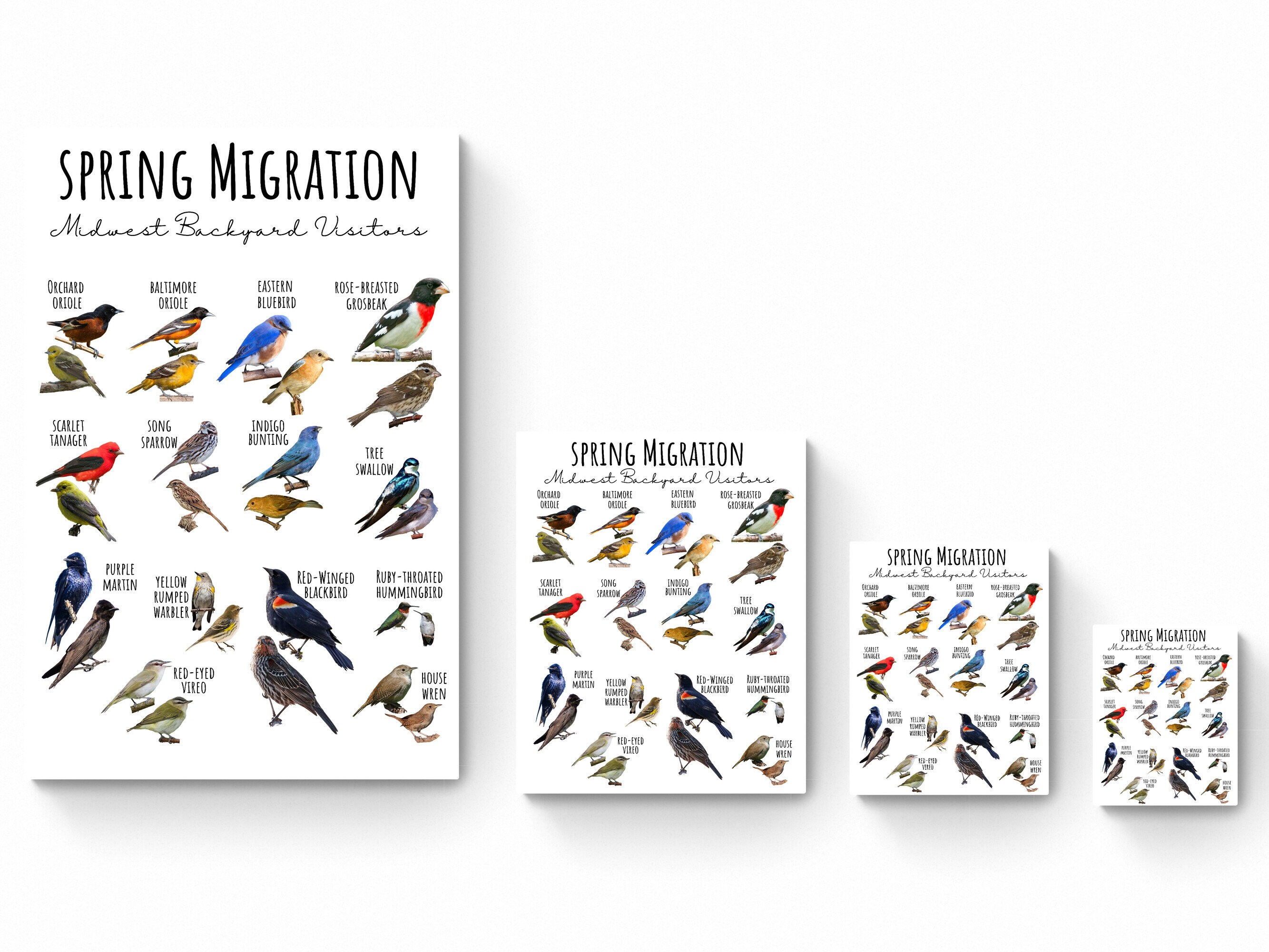 Buy 4 SIZES Spring Migration Poster-backyard Birds Midwest Print ...