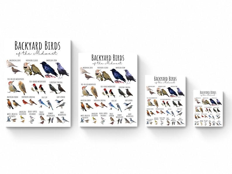 4 SIZES Backyard Birds of the Midwest Chart-birding | Etsy