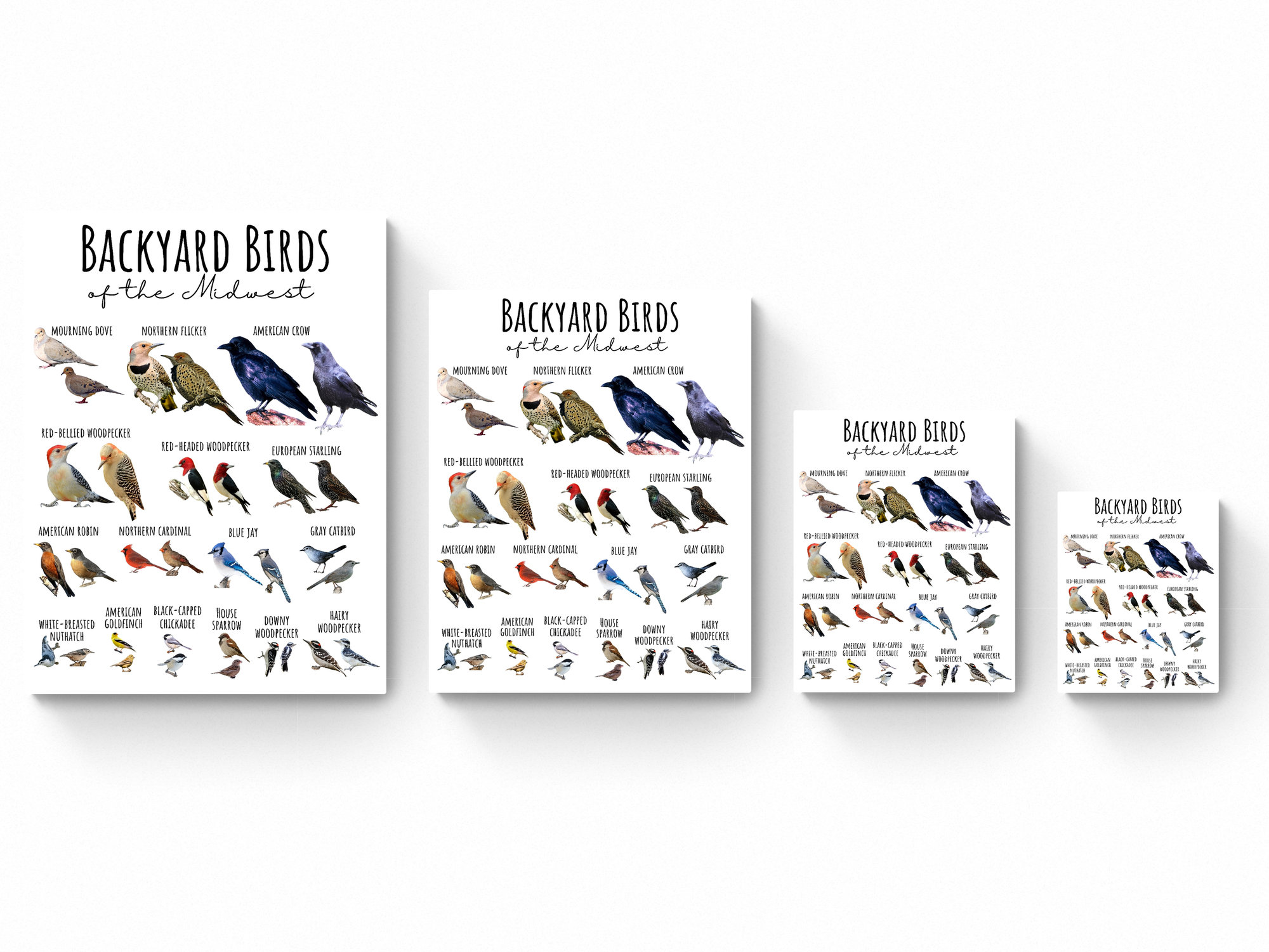 4 SIZES Backyard Birds of the Midwest Chart-birding Poster-educational ...