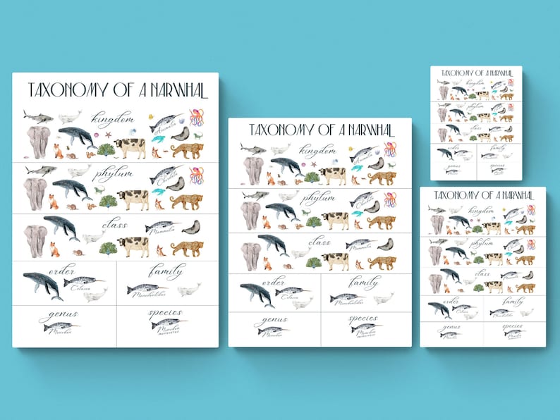 Narwhal Taxonomy ID Print-classification Poster-kingdom Phylum - Etsy
