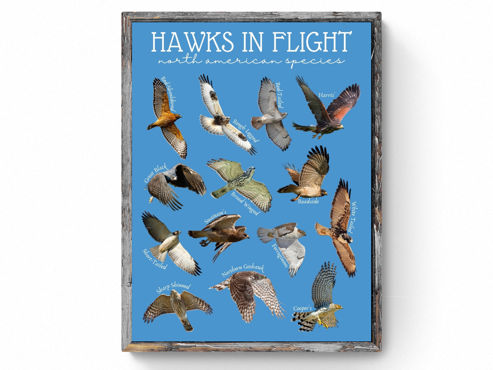 4 SIZES Hawks in Flight North American Species Print-educational Chart ...