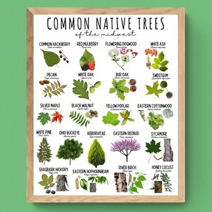 5 SIZES Midwest Native Trees Print-oak Pine Maple Birch Hickory-nature ...