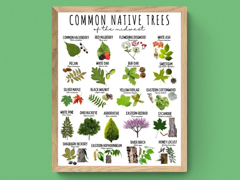 5 SIZES Midwest Native Trees Print-oak Pine Maple Birch Hickory-nature ...