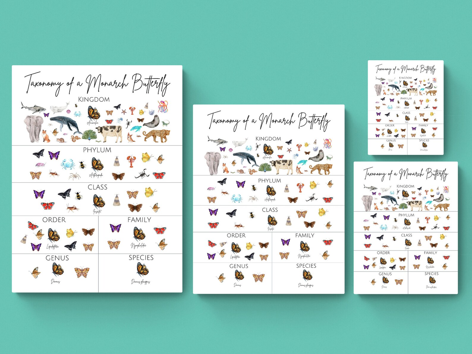4 Sizes-taxonomy of a Monarch Butterfly Print-classification Poster ...
