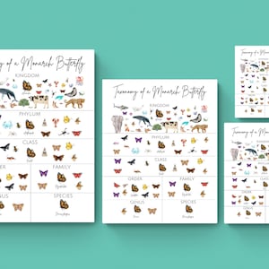 4 Sizes-taxonomy of a Monarch Butterfly Print-classification Poster ...