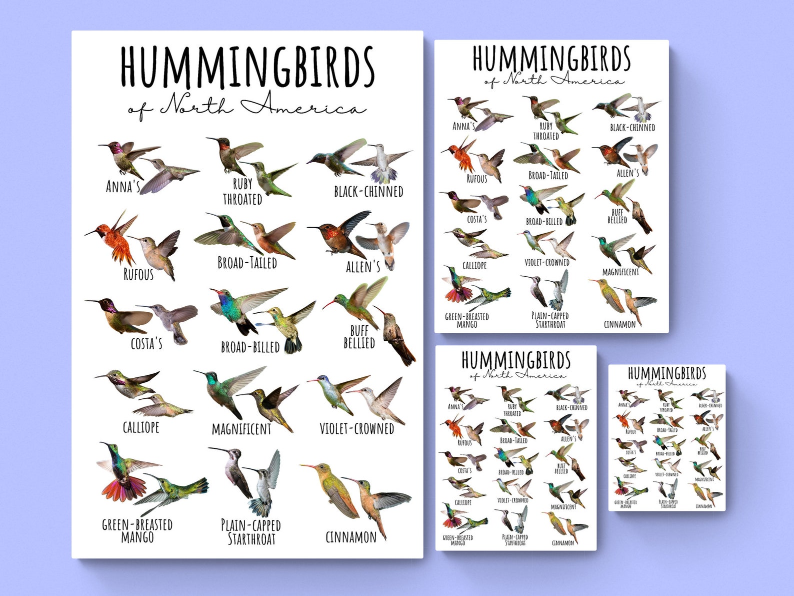 Hummingbirds of North America ID Chart-birding - Etsy