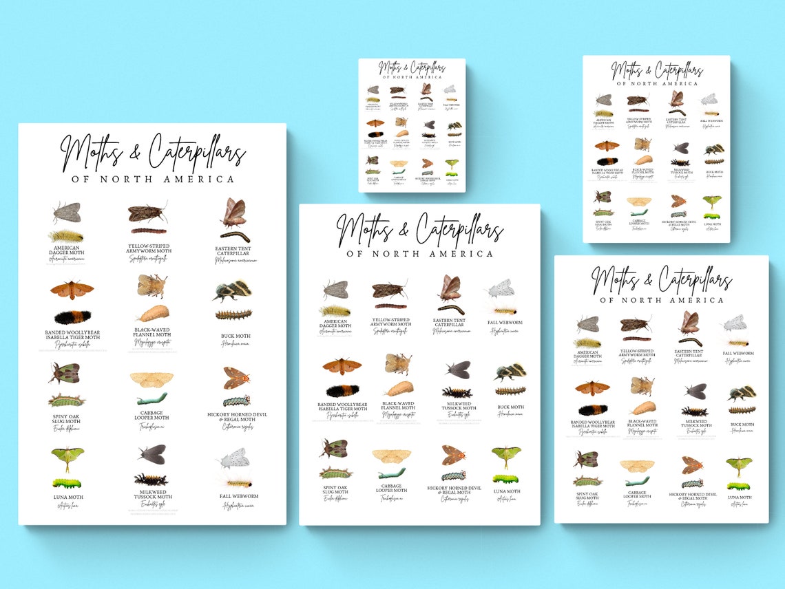 5 SIZES Moths Caterpillars North America Chart-insect - Etsy