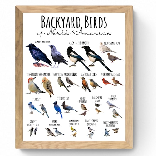Birds of Ohio Backyard Birding Identification Picture Print/ - Etsy