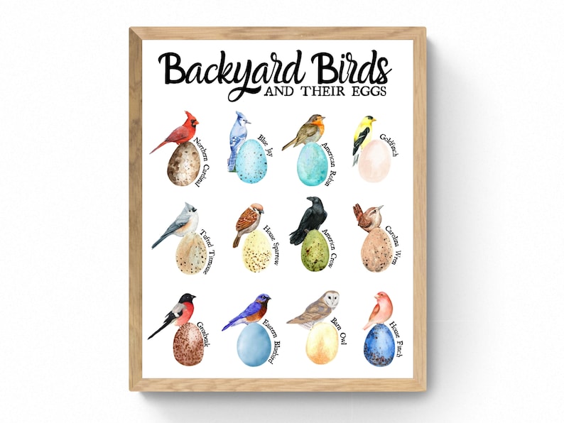 3 SIZES Backyard Bird Egg Identification Print-educational Poster ...