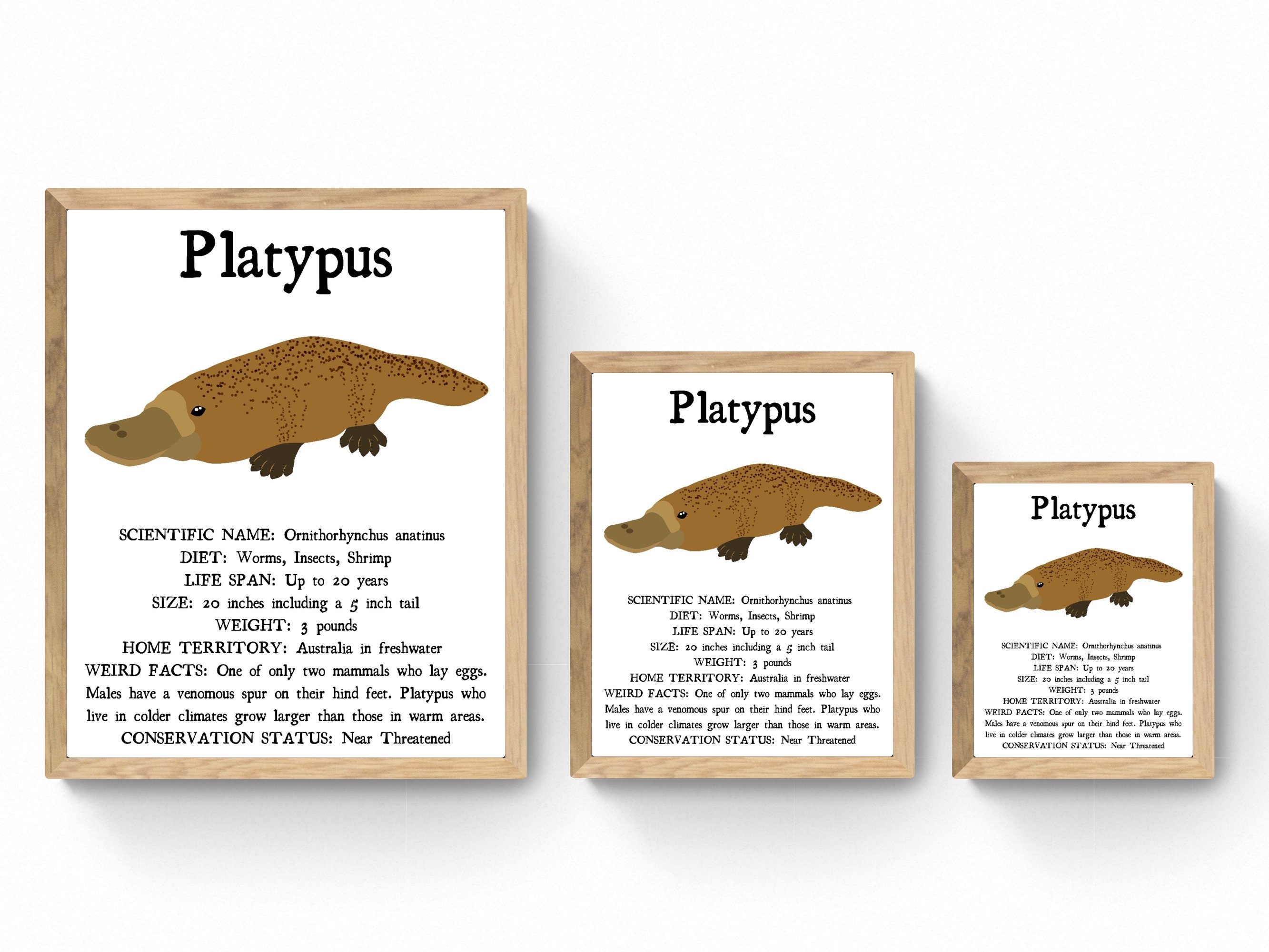3 Sizes-platypus Facts Print-educational Classroom-science - Etsy