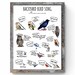 4 SIZES Backyard Bird Song Calls Mnemonics Print-birding Poster ...