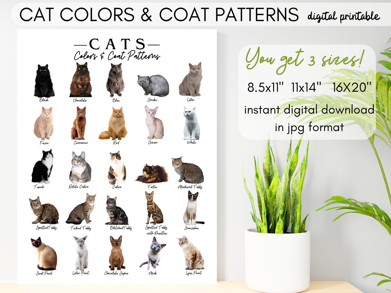 Cat Colors & Coat Patterns Poster-kitty Breed Markings Identification ...