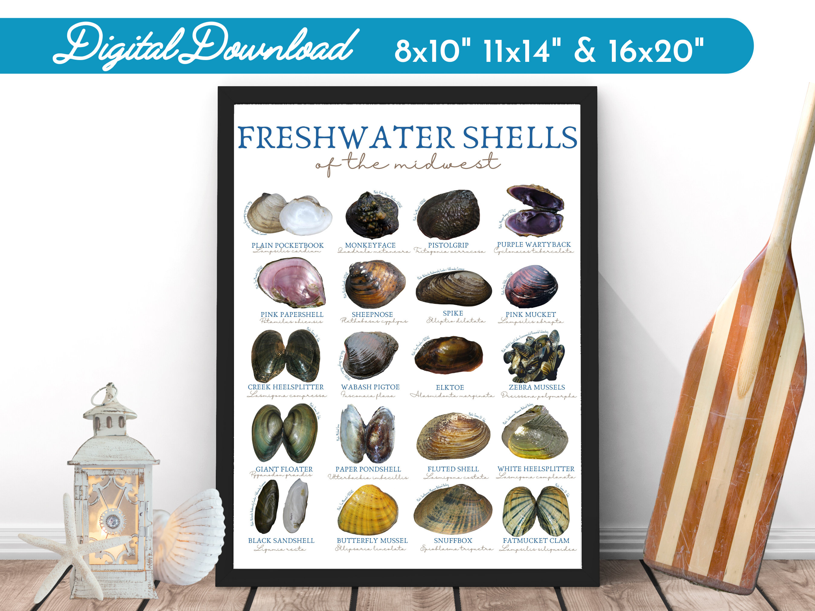 3 Sizes-freshwater Shells of the Midwest-lake Decor-shell Types Id ...