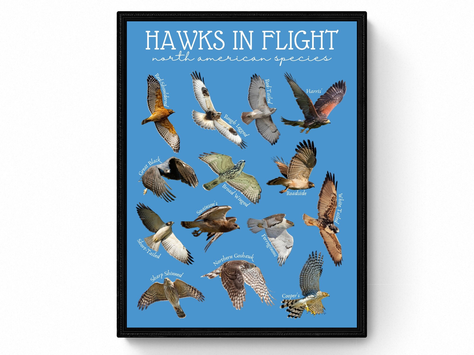 4 SIZES Hawks in Flight North American Species Print-educational Chart ...