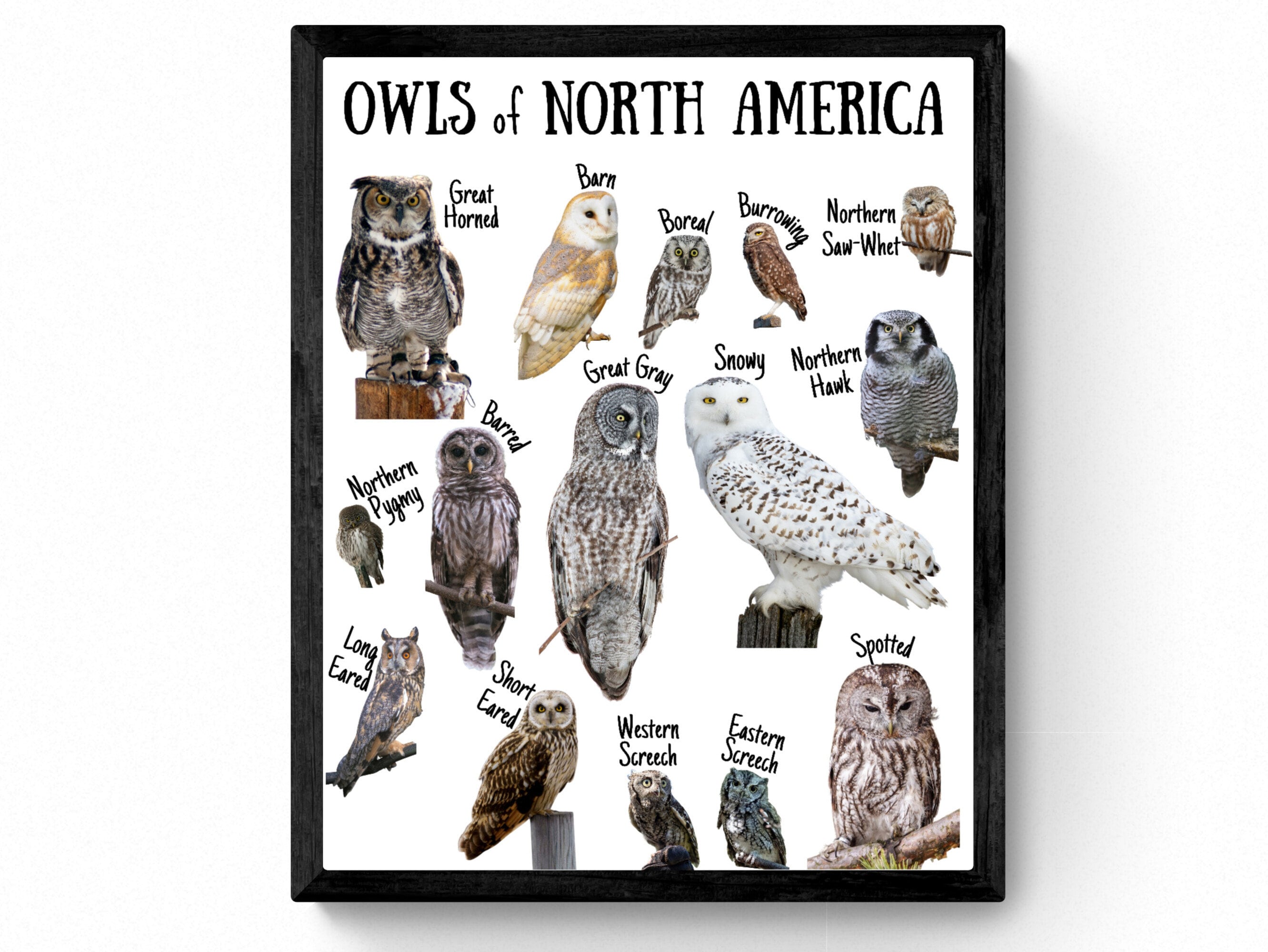 3 SIZES Owls of North America Scaled Print-chart Printable-educational ...