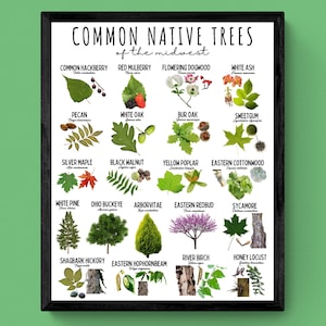 5 SIZES Midwest Native Trees Print-oak Pine Maple Birch Hickory-nature ...