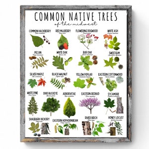 5 SIZES Midwest Native Trees Print-oak Pine Maple Birch Hickory-nature ...