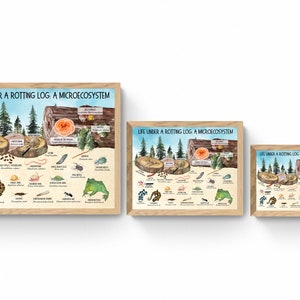 3 Sizes-microecosystem Illustration-life Under a Rotten Log-ecosystem ...