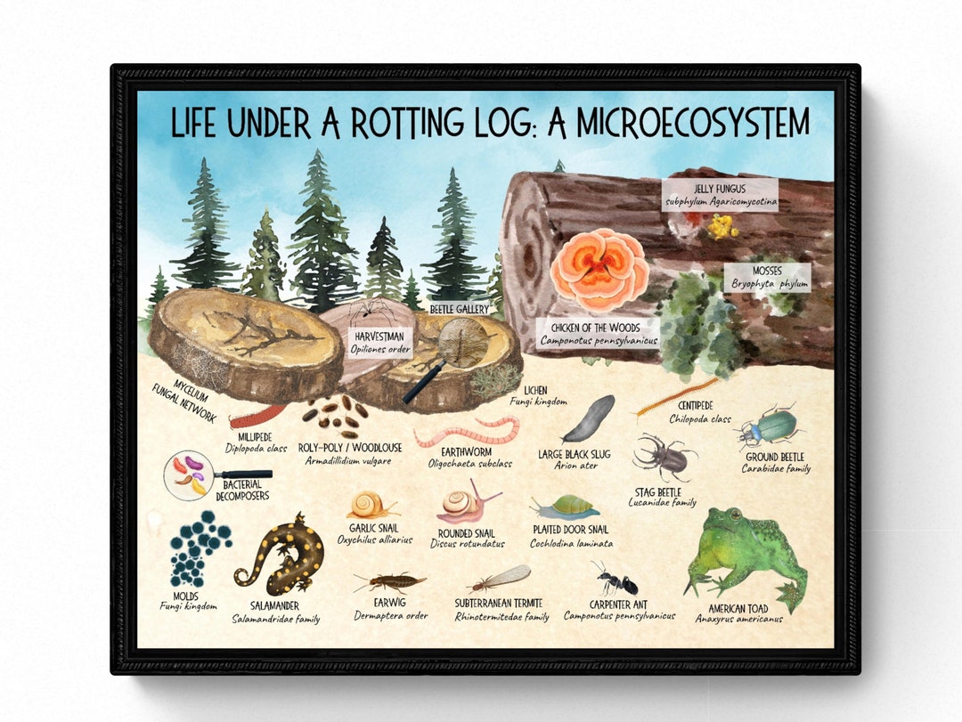 3 Sizes-microecosystem Illustration-life Under a Rotten Log-ecosystem ...