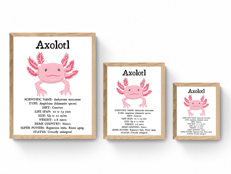 3 SIZES Axolotl Facts Print-educational Classroom | Etsy